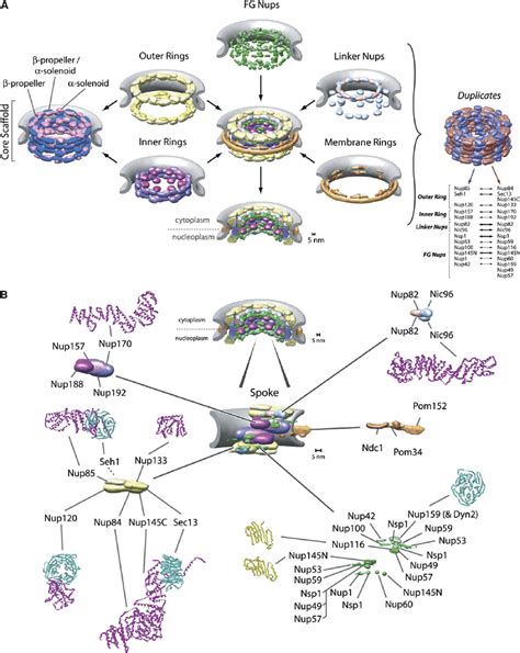 A Major Structural Features Of The Yeast Npc Based On The