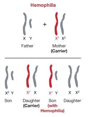Inheritance Genetics