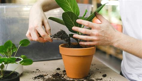 Can I Use Normal Compost For Houseplants Gardeners Yards