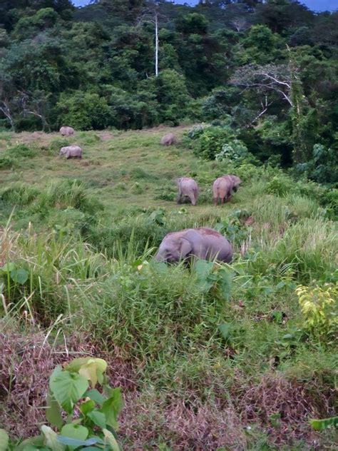 Sumatran Elephants Palm Oil Plantations Deforestation And Ecotourism