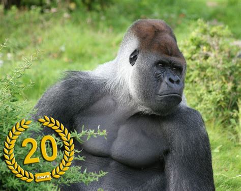 Bokito The Most Famous Primate Of The Netherlands Heavenly Holland