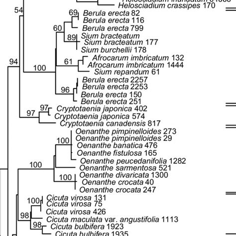 The Single Tree Derived From Maximum Likelihood Analysis Of Aligned