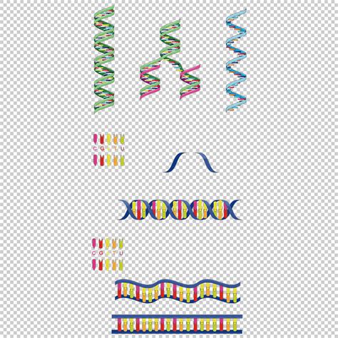 Dna And Rna Vector
