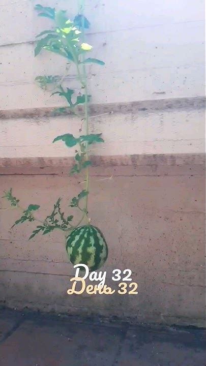 100days challenge 100dayschallenge День32 day32 youtube