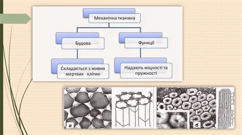 Будова рослини Клітини рослин Тканини рослин презентация онлайн