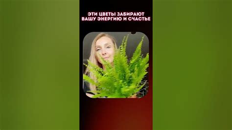 Уберите эти пять цветков из дома домашниецветы цветыдлядома цветы Youtube