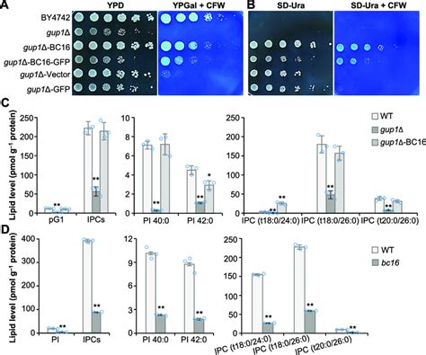 Bc16 Remodels The Lipid Tail Of Gpi Aps A Yeast Complementation Download Scientific Diagram