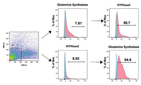 Glutamine Synthetase Positive Cells Express Ntpdase2 Neural Retina Download Scientific Diagram