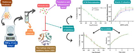Potential Of Multi Strain Probiotics Extract As An Anti Inflammatory