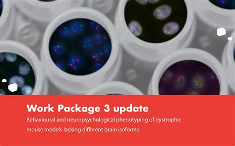 Behavioural And Neuropsychological Phenotyping Of Dystrophic Mouse