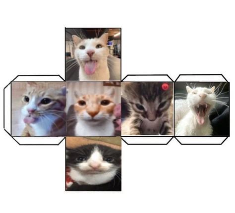 Cat Cube Artofit Cat Cube Artofit