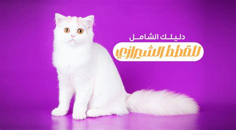 قطط شيرازي دليل شامل التربية وطرق الرعاية وأسعار فورسواب