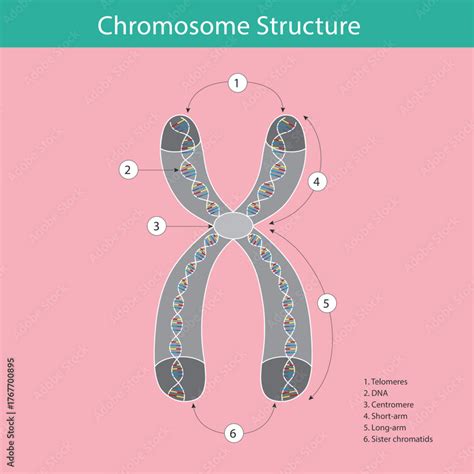 This Diagram Illustrates The Detailed Structure Of A Duplicated