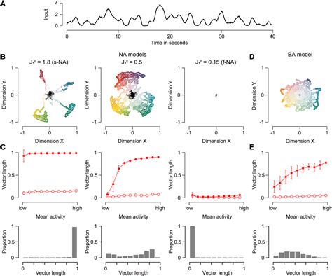 Primate Neocortex Performs Balanced Sensory Amplification Neuron