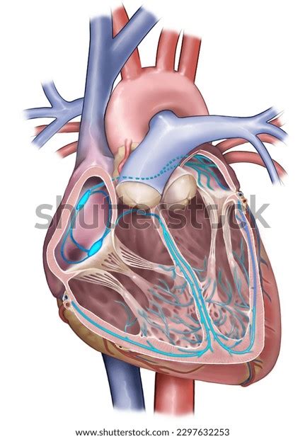 Conductive Paths Images Browse Stock Photos Vectors Free Download With Trial Shutterstock