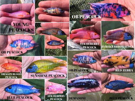 Peacock Grid Neighborhood Fish Farm