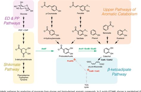 Figure 2 From Enhancing Muconic Acid Production From Glucose And Lignin