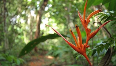 11 Plantas Da Mata Atlântica Típicas Medicinais E Nativas