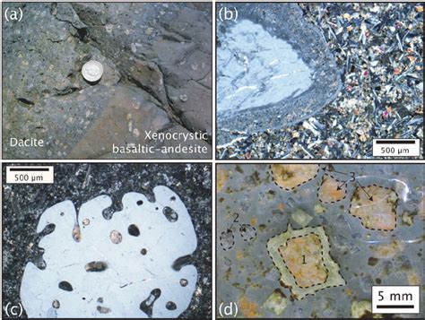 A Field Photograph Showing Basaltic Andesite With Xenocrysts Of Download Scientific Diagram