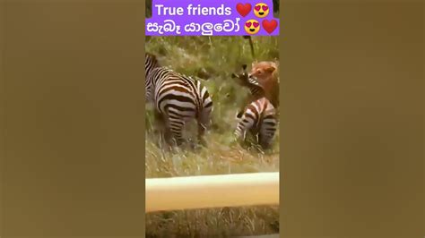 සැබෑ යාලුවෝ කියන්නේ මෙයාලා වගේ අයට තමා 😍 ️ යාලුවෝ 100ක් හිටියට වඩා මෙයා වගේ එක යාලුවෙක් හිටියනම්