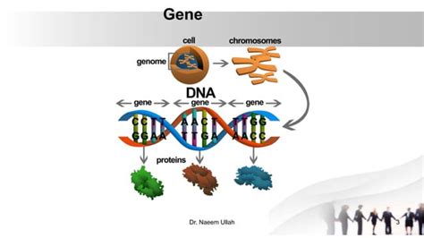 Gene Basics Gene Nature Of Gene Regulatory Elements Of Gene Non