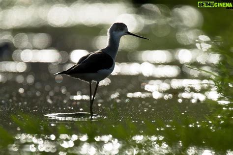 Chris Packham Gethu Cinema
