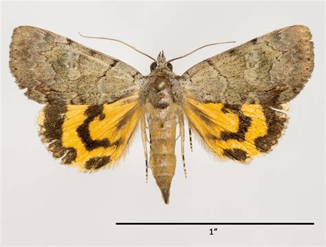 Moths Of North Carolina