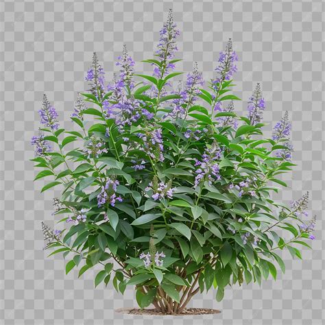 Premium Psd Vitex Trifolia With Rounded Form And Have Purple Color
