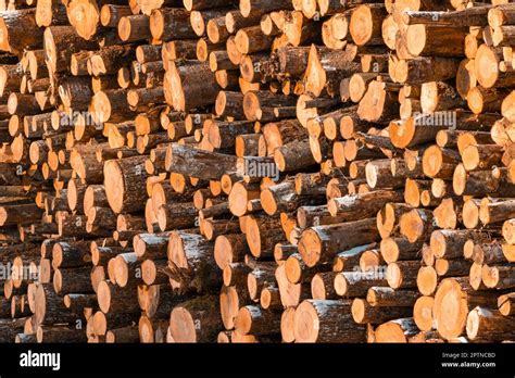 The Structure Of The Tree In A Section Raw Materials For Heating The Housing Stock Photo Alamy
