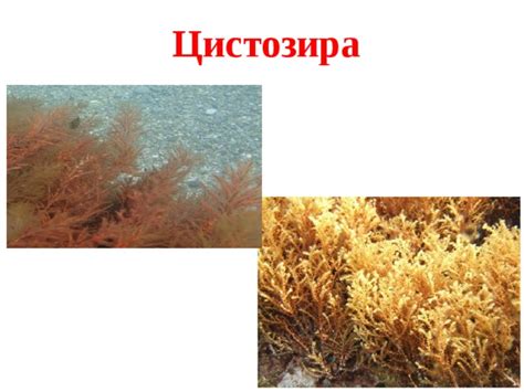 Водоросли Чёрного моря