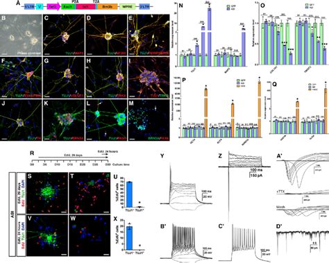 Isg And Irgcs Induced By Abi From Hsfs A Schematic Of The Lentiviral