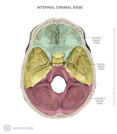 Skull Encyclopedia Anatomy App Learn Anatomy 3d Models Articles And Quizzes