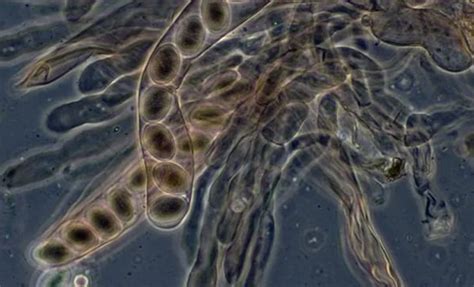 Environmental Dna Edna Testing And Analysis From £248 Chase Ecology