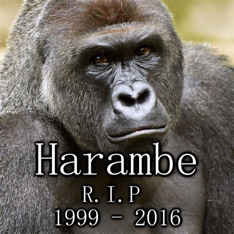 Bring Back Harambe