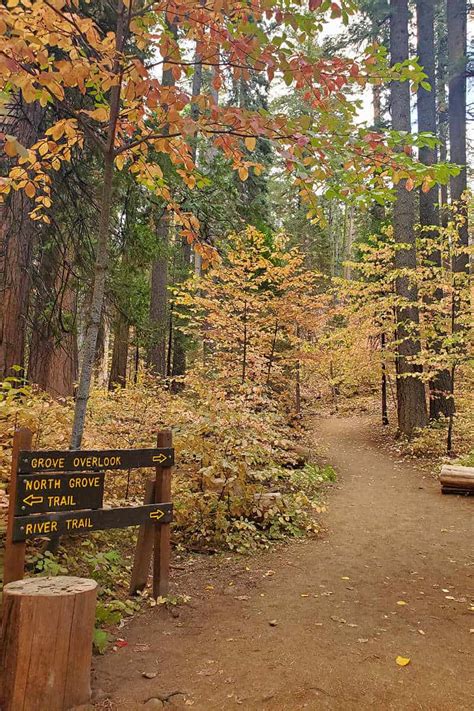 Calaveras Big Trees State Park California Park Ranger John