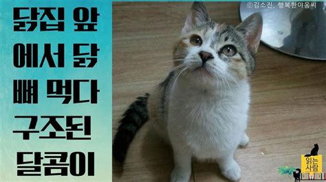 이 많은 고양이는 어디에서 왔을까14 당신을 믿어도 됩니까 Youtube