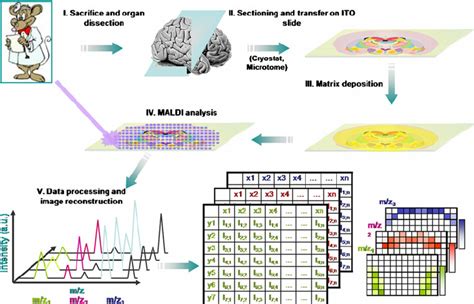 Overview Of Maldi Ms Imaging For Tissue Based Cryptomics In Maldi Ms