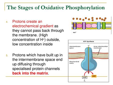 Atp Use Synthesis And Structure Ppt Download