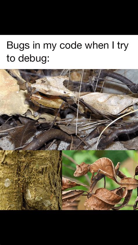 Bugs : r/ProgrammerHumor