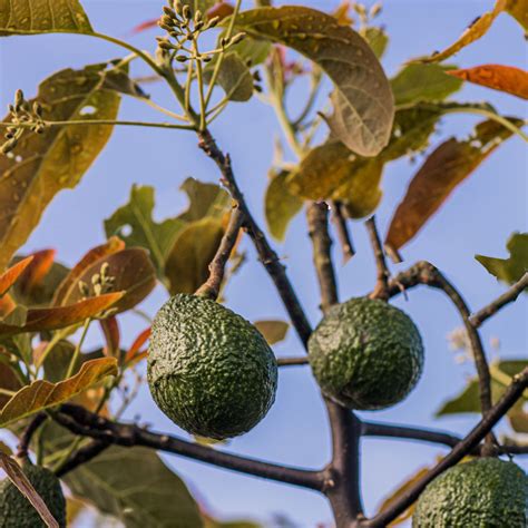 Fuerte Avocado Tree Size