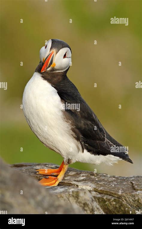 Atlantic Puffin Fratercula Artica Arctic Black And White Cute Bird