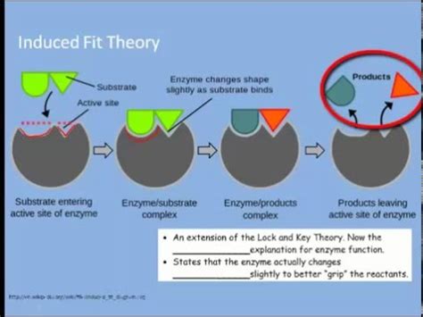 A Level Biology How Enzymes Work Lock Key YouTube