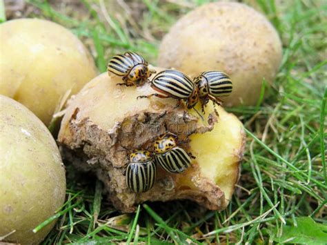 Colorado Potato Beetle Is A Common Potato Pest Stock Image Image Of