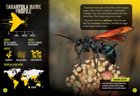 Tarantula Hawk Wasp Size Comparison