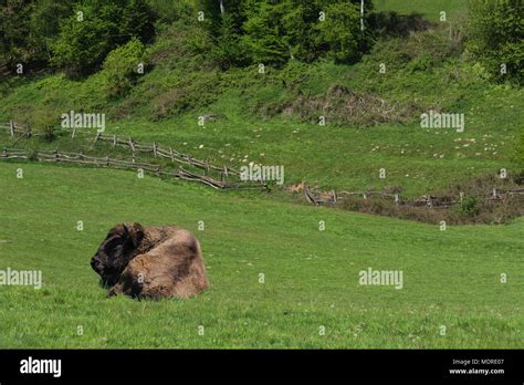Large Adult American Buffalo Or Bison Lying On Green Prairie Grass