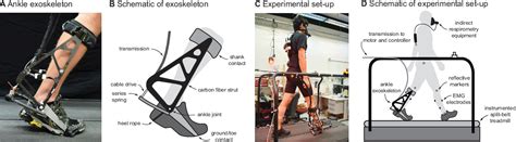 Figure 11 From Developing Ankle Exoskeleton Assistance Strategies By