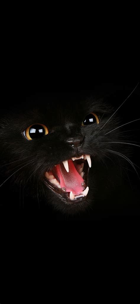 Black Cat Wallpapers 4k Hd Backgrounds On Wallpaperbat