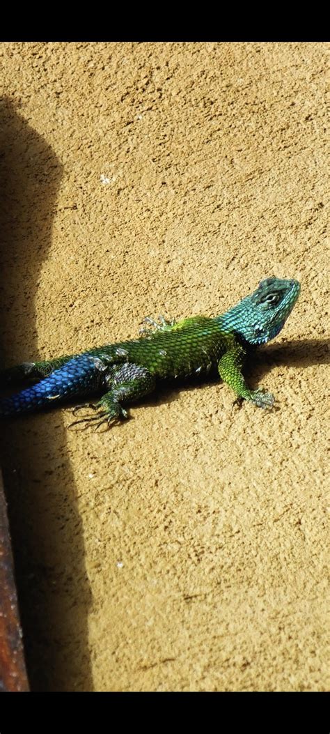 Please Identify R Lizards