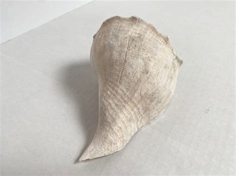 White Lightning Whelk Shell 8 Inch Etsy