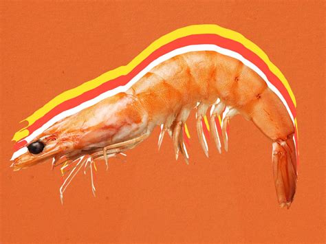 Do shrimp have claws? [2025] | QAQooking.wiki